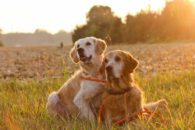 Molly & Stitch – sportlich schick made in Austria [Werbung ...